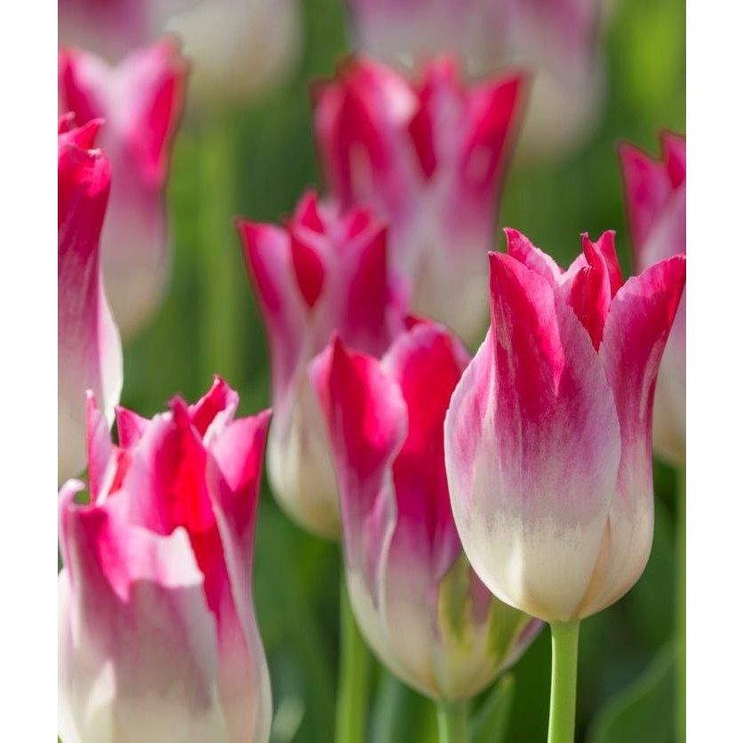 Tulip Whispering Dream Bulbs | Peter Nyssen | Buy Flower Bulbs and ...