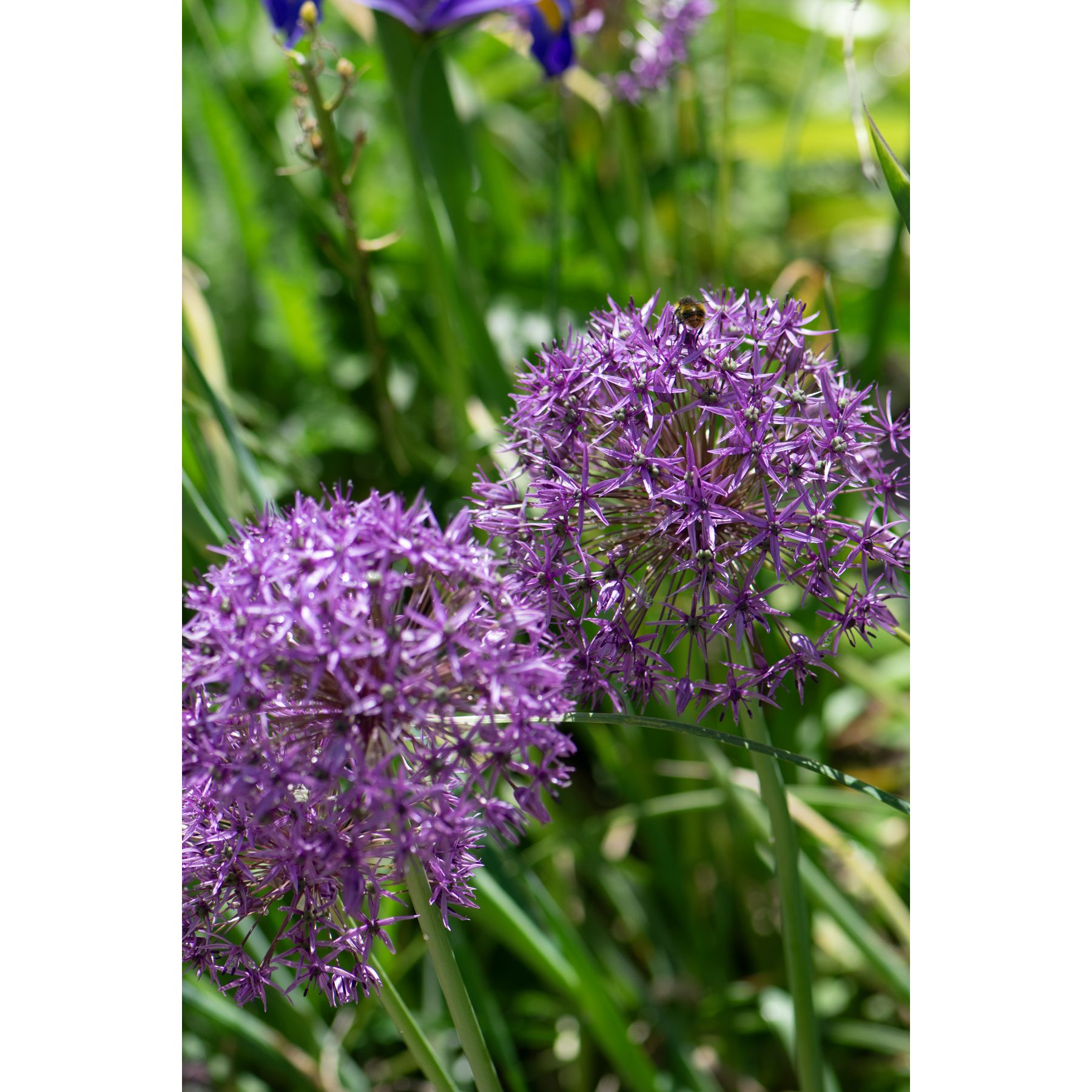 Allium Violet Beauty (Stipitatum) Bulbs | Peter Nyssen | Buy Flower ...