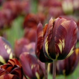 Buy triumph tulip bulbs