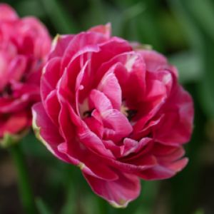 Tulip Bulbs | Tulip Bulbs For Sale Online | Peter Nyssen
