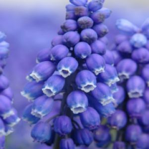 Buy muscari bulbs and grape hyacinth bulbs online