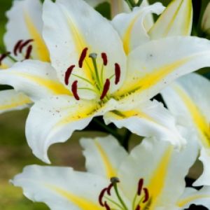 Spring Planting Lily Bulbs | Lilium Bulbs | Peter Nyssen