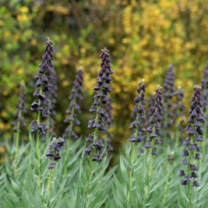 Flower Bulb Collections | Garden Bulbs | Peter Nyssen