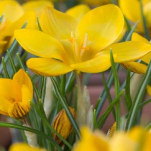 Crocus Bulbs | Spring Flowering Crocuses | Peter Nyssen