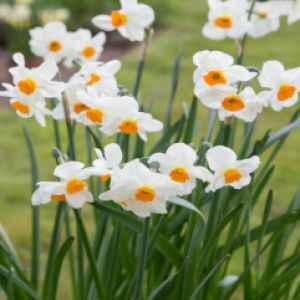 Narcissen bloembollen online te koop