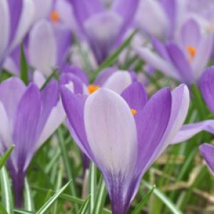Crocus Bulbs | Spring Flowering Crocuses | Peter Nyssen