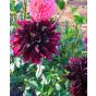 Dahlia Rip City Bulbs | Peter Nyssen | Buy Flower Bulbs and Plants Online