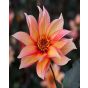 Dahlia Waltzing Matilda ™ Bulbs | Peter Nyssen | Buy Flower Bulbs and ...