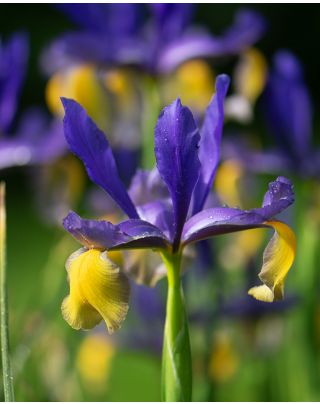 Iris Autumn Princess (hollandica) | Peter Nyssen | Koop bloembollen en ...