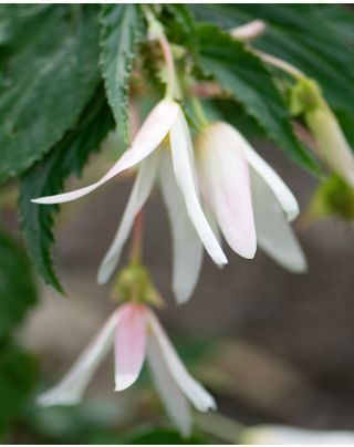 Buy Cascade Begonias | Long-Lasting Summer Flowering Bulbs – Peter Nyssen