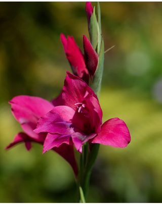 Gladiolus Ruby Red (Papilio Hybrid) Bulbs | Peter Nyssen | Buy Flower ...