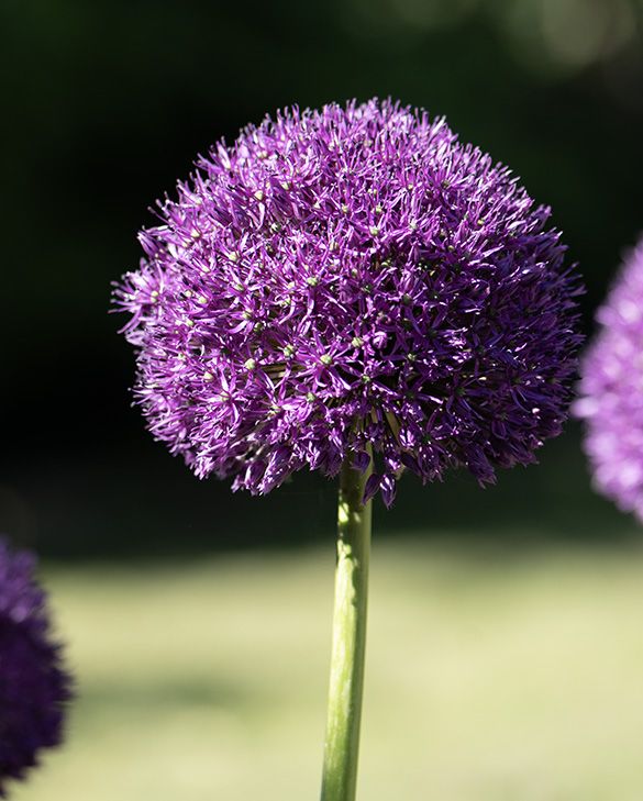 gladiator allium
