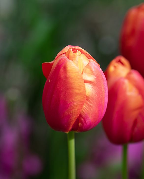 tulip single late