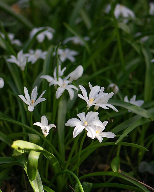 white chionodoxa