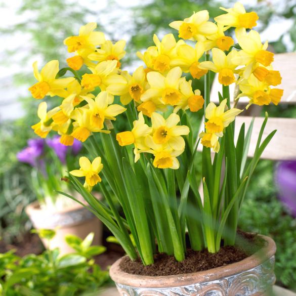 Narcissus Eaton Song