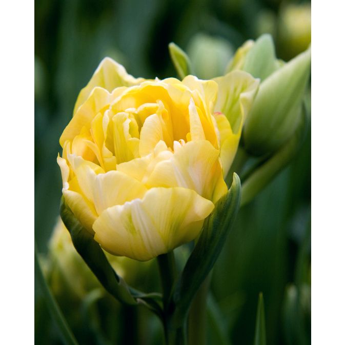 Tulip Charming Lady Bulb | Peter Nyssen | Buy Flower Bulbs and Plants ...