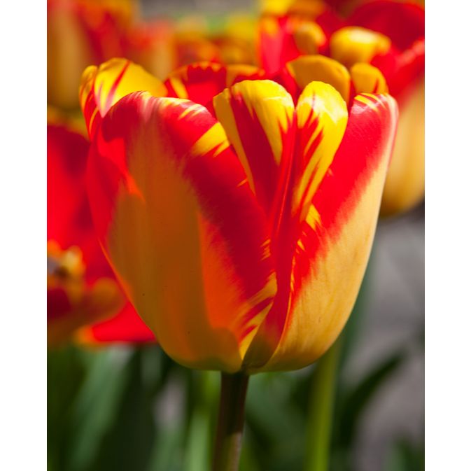 Tulip Banja Luka Bulbs | Peter Nyssen | Buy Flower Bulbs and Plants Online