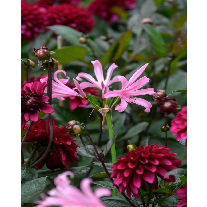 Nerine Bowdenii Bulb | Peter Nyssen | Buy Flower Bulbs and Plants Online