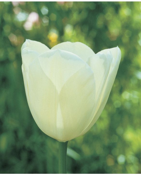 Tulip Maureen Bulbs | Peter Nyssen | Buy Flower Bulbs and Plants Online