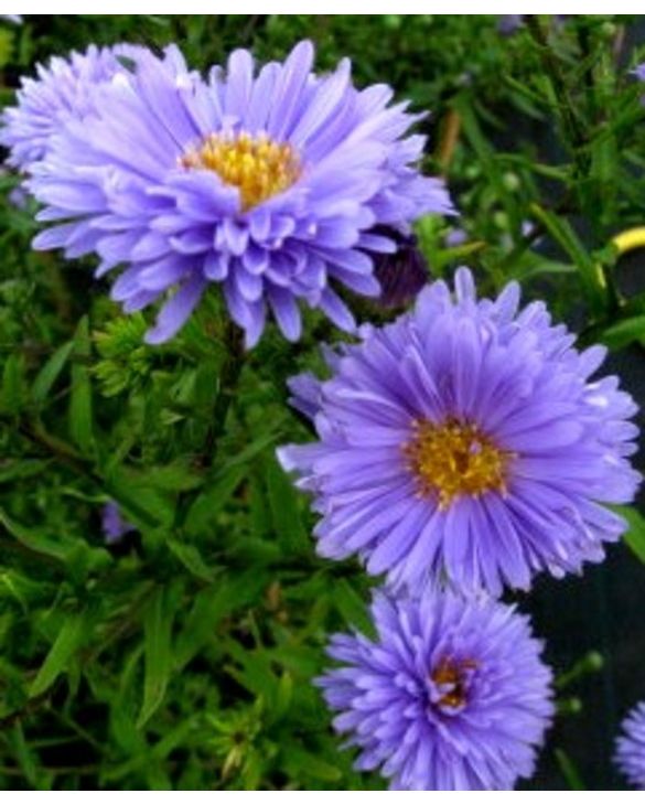 Aster Marie Ballard | Peter Nyssen | Buy Flower Bulbs and Plants Online