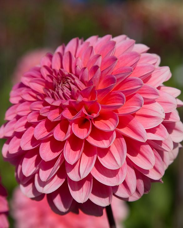 Dahlia Pink Runner Tubers | Peter Nyssen | Buy Flower Bulbs and Plants ...