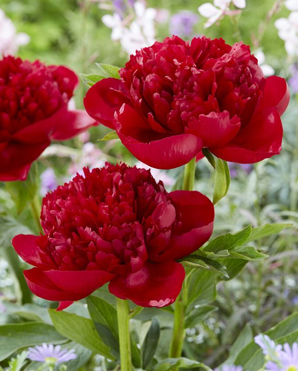 Paeonia Red Charm