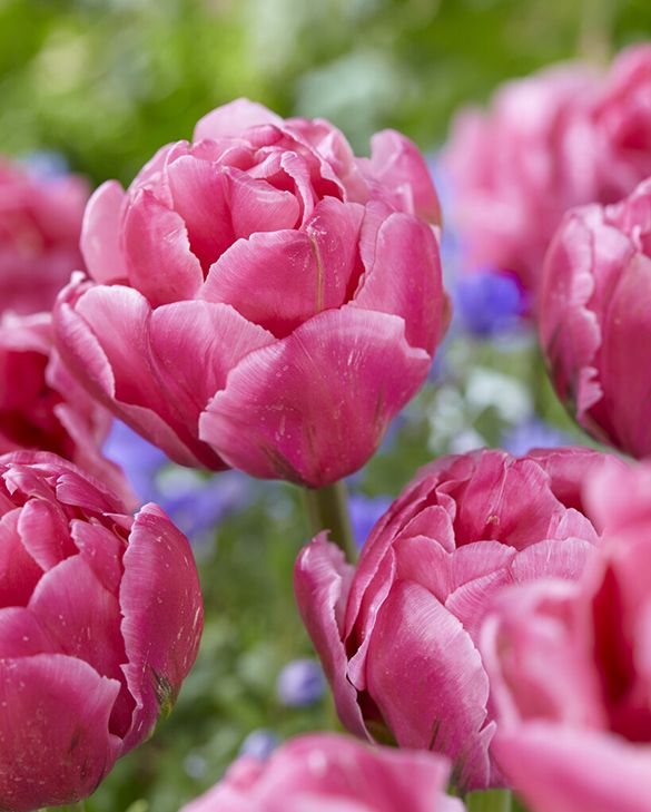 Tulp Double Arosa