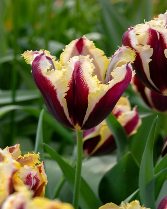 Tulipa Gavota Special Bulbs | Peter Nyssen | Buy Flower Bulbs and ...