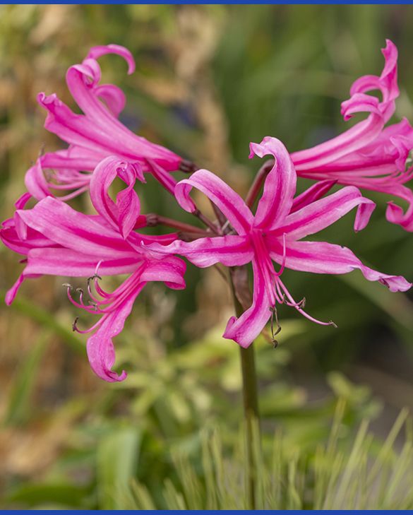 Buy Amarine Belladiva Anastasia Bulbs Online | Peter Nyssen