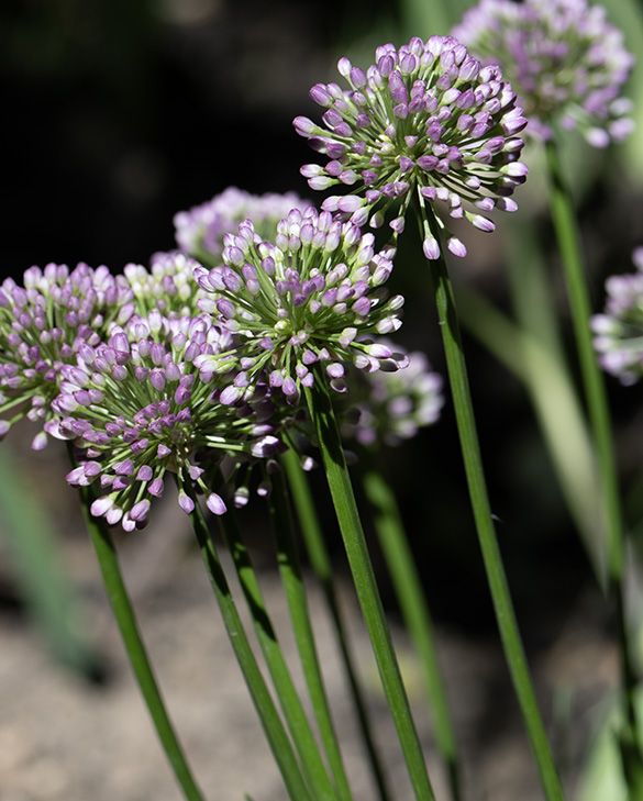 Allium Millenium | Peter Nyssen | Buy Flower Bulbs and Plants Online