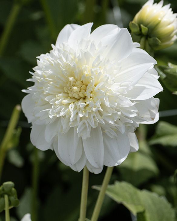 Dahlia Zahra | Peter Nyssen | Buy Flower Bulbs and Plants Online