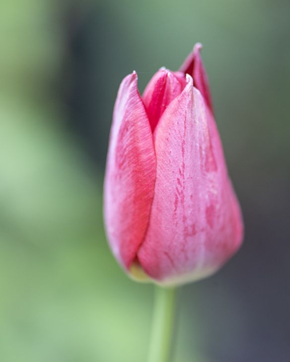 Tulip Aximensis Bulbs | Peter Nyssen | Buy Flower Bulbs and Plants Online