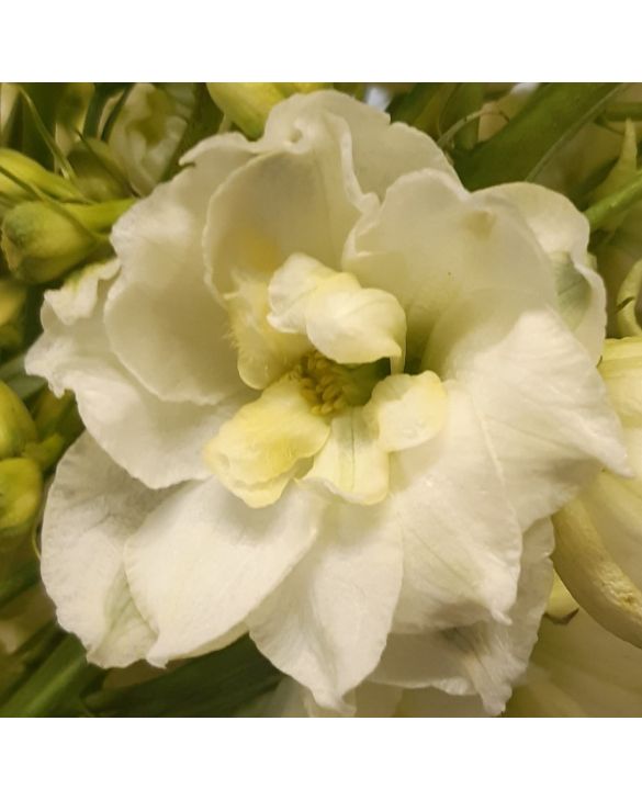 Delphinium Sungleam | Peter Nyssen | Buy Flower Bulbs and Plants Online