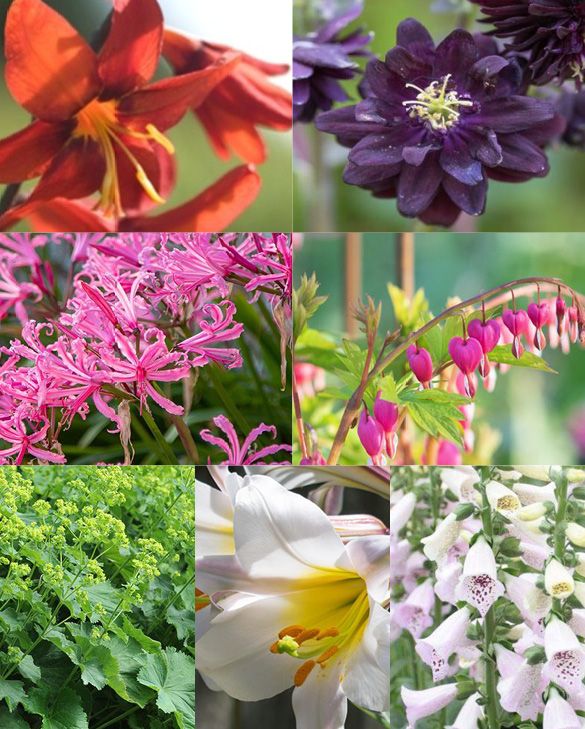 Plants That Come Back Every Year | Year after Year Collection