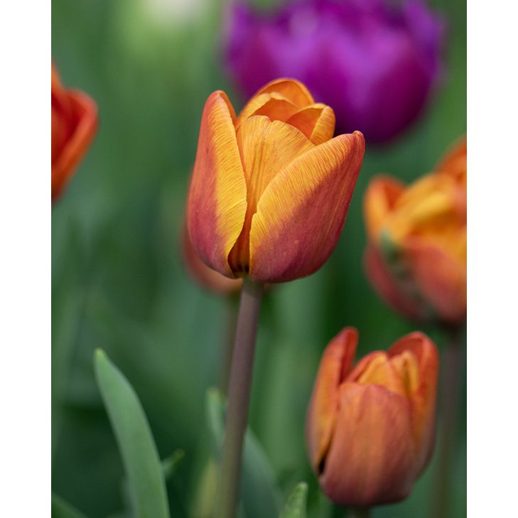 Tulip Cairo ® Bulbs | Peter Nyssen | Buy Flower Bulbs and Plants Online