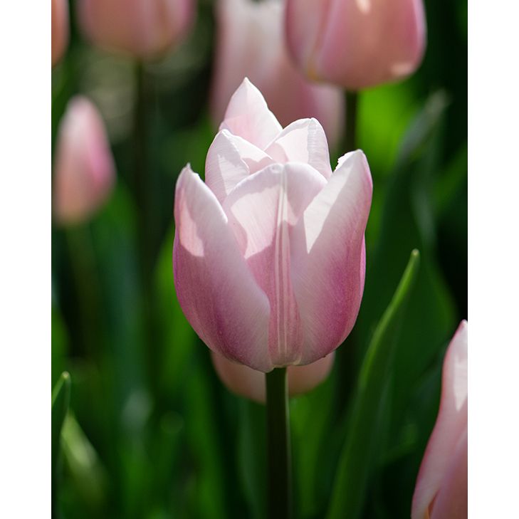 Tulip Gabriella | Peter Nyssen | Buy Flower Bulbs and Plants Online