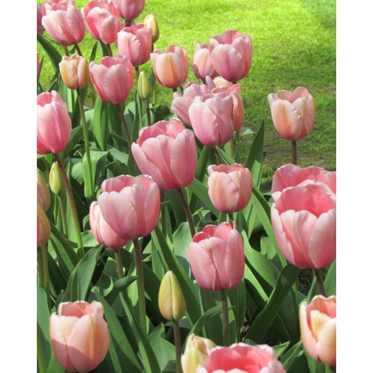 Tulip Pink Impression Bulbs | Peter Nyssen | Buy Flower Bulbs and ...