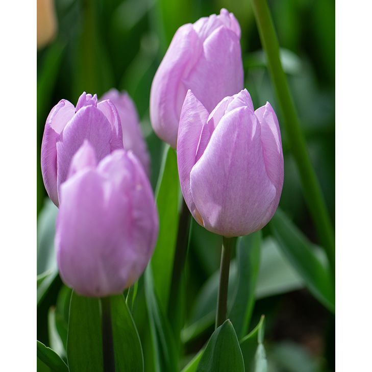 Tulip Candy Prince ® Bulbs | Peter Nyssen | Buy Flower Bulbs and Plants ...