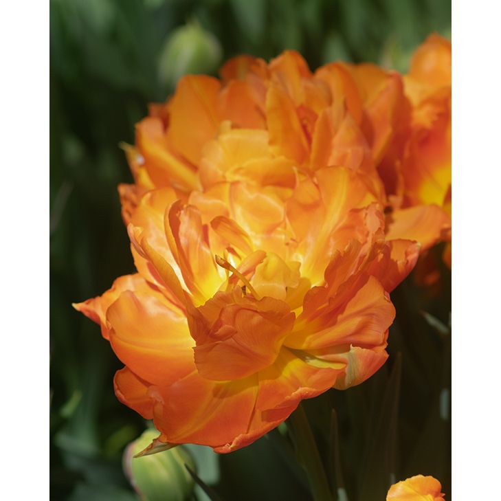 Tulip Orca Bulbs | Peter Nyssen | Buy Flower Bulbs and Plants Online