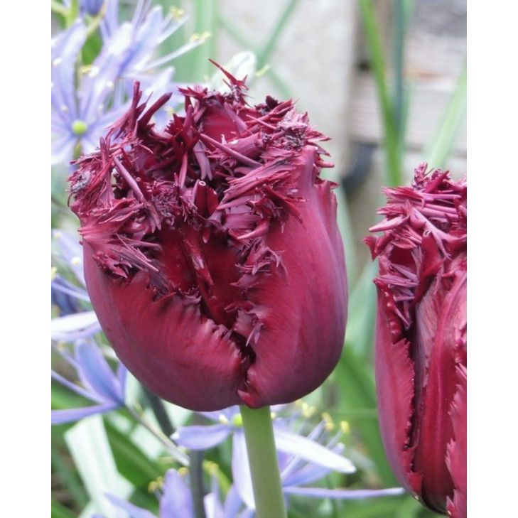 Tulip Labrador | Peter Nyssen | Buy Flower Bulbs and Plants Online