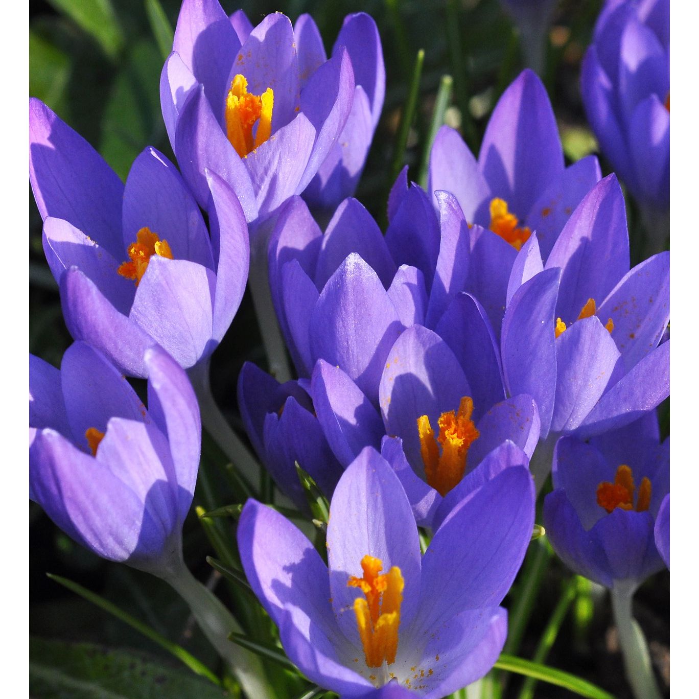 Crocus Etruscus Zwanenburg Bulbs | Peter Nyssen | Buy Flower Bulbs and ...