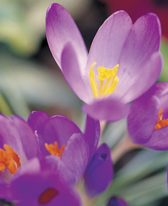Crocus Tommasinianus Ruby Giant