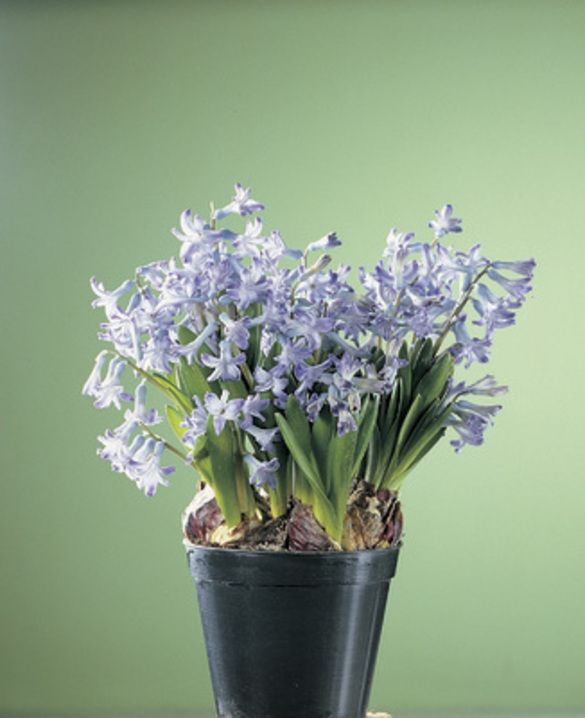 Multiflora Hyacinth Blue Pearl