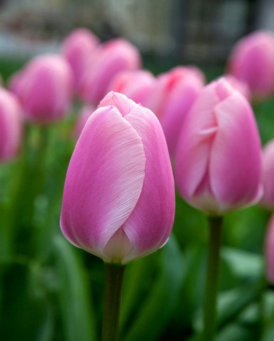Tulip Algarve from Peter Nyssen flower bulbs and plants