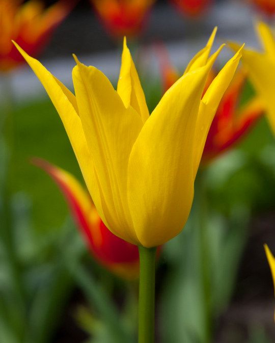 Tulip Flashback from Peter Nyssen flower bulbs and plants