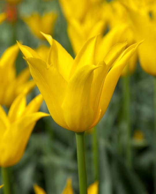 Tulip Flashback from Peter Nyssen flower bulbs and plants