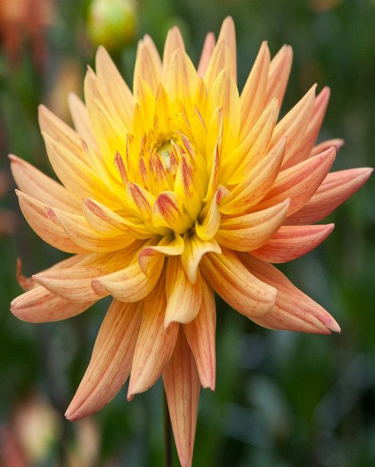 Dahlia Karma Corona