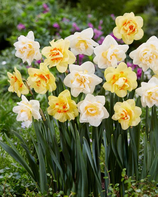 Narcissus Double Mixed 12/14 from Peter Nyssen flower bulbs and plants