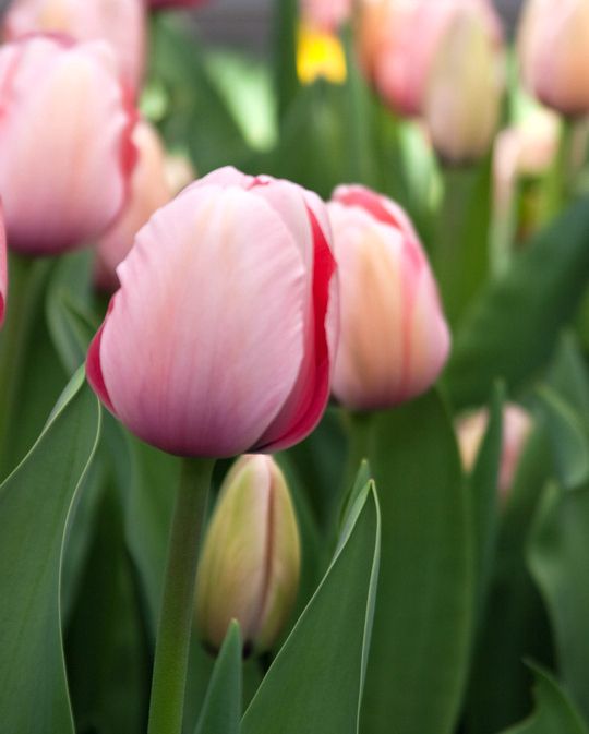 Tulip Salmon Impression from Peter Nyssen flower bulbs and plants