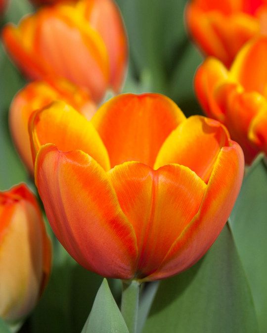 Tulip Triple A from Peter Nyssen flower bulbs and plants